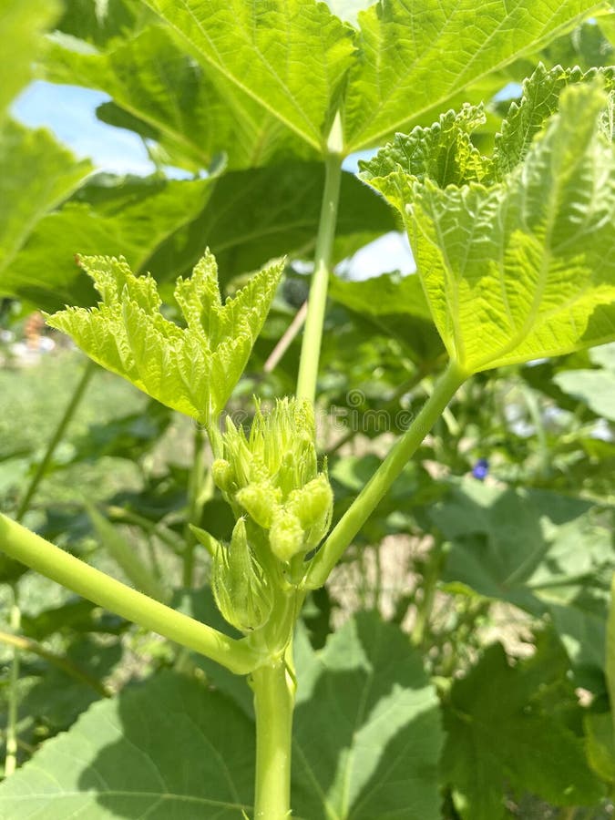 Green Okra Tree in Vegetable Garden Stock Image - Image of natural ...