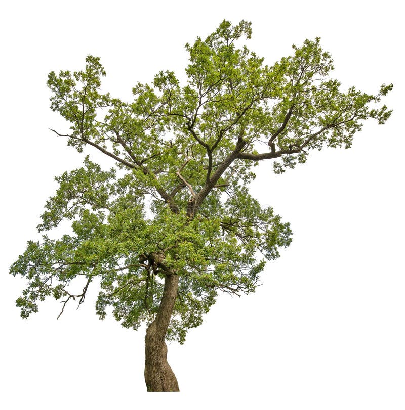 Green Old Oak Tree Isolated on White Stock Photo - Image of object ...