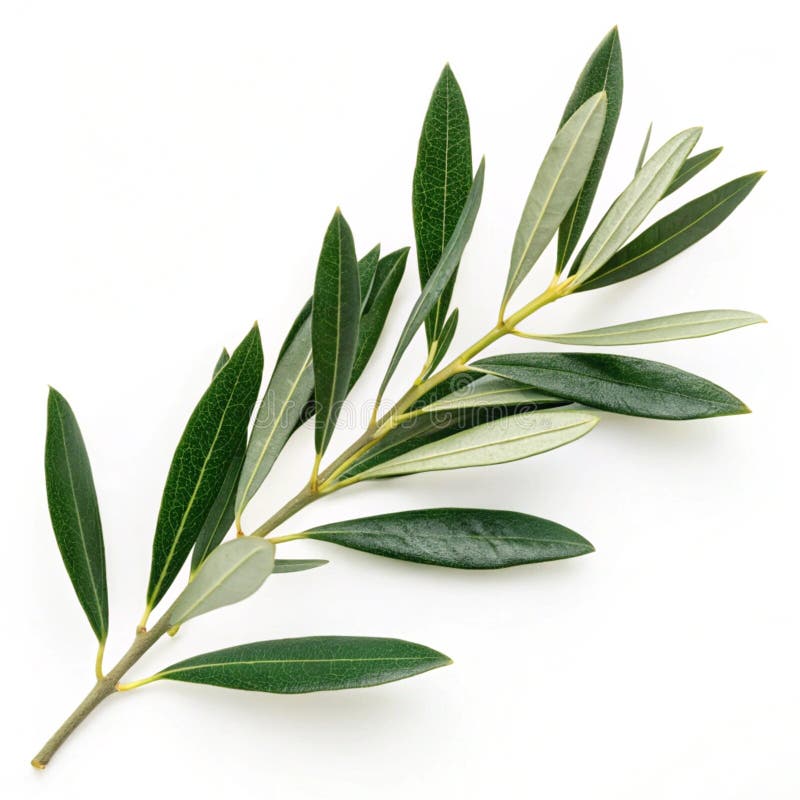 Green Olive Branch with Leaves Isolated on White Background Stock ...