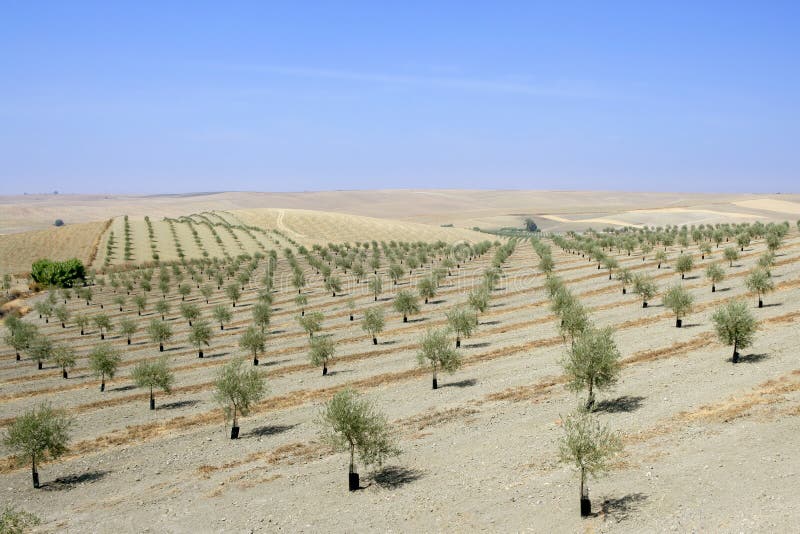 Green Olive Field in a Summer Sunny Day Stock Photo - Image of grass ...