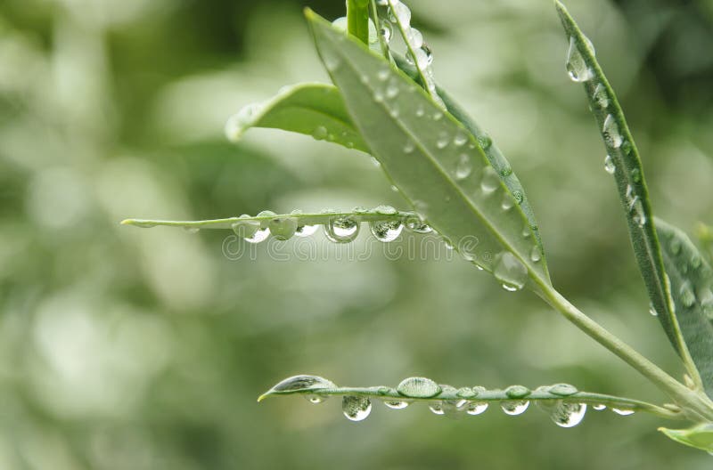 Green olive leaves stock photo. Image of background, ingredient - 43450462