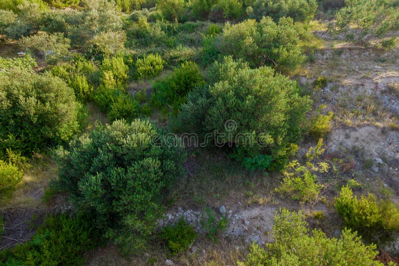 Green Olive Trees Grow in Rocky Terrain. View from Above. Stock Photo ...