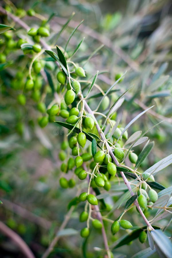 Green Olives stock photo. Image of outdoors, leaves, health - 21019118