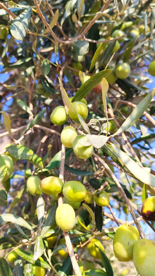 Green Olives on Branch with Blue Sky Background Stock Photo - Image of ...