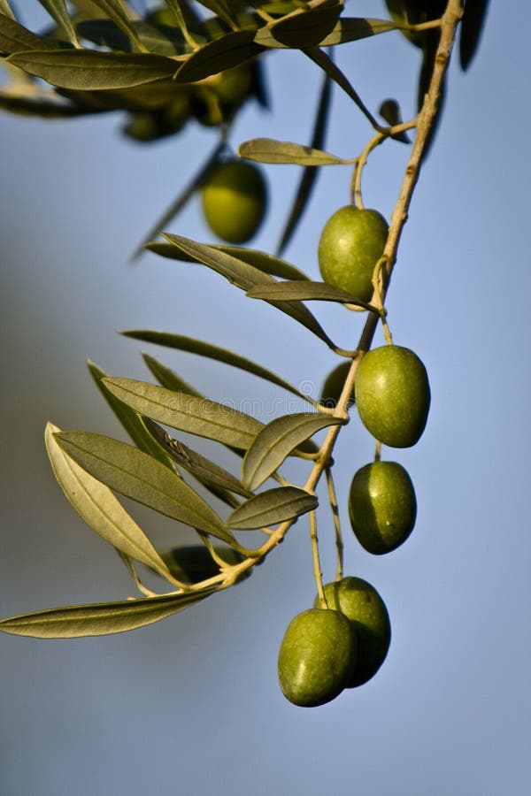 Green Olives On Branch With Leaves Stock Photo - Image of natural ...