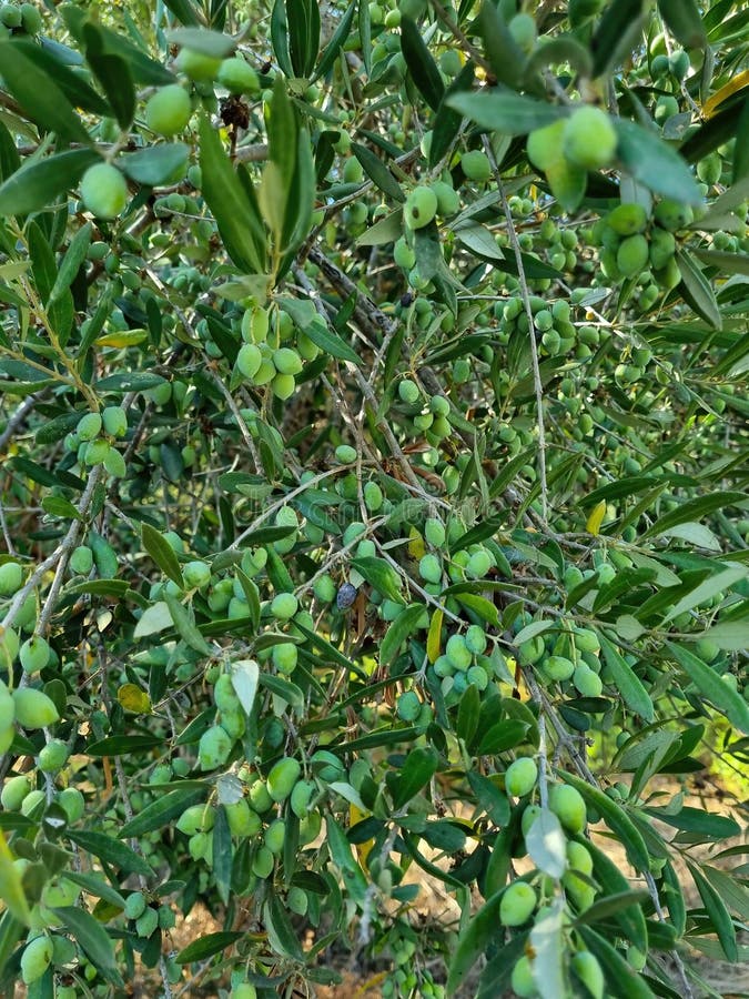 Green Olives Close-up. Olives Growing on a Tree Stock Image - Image of ...