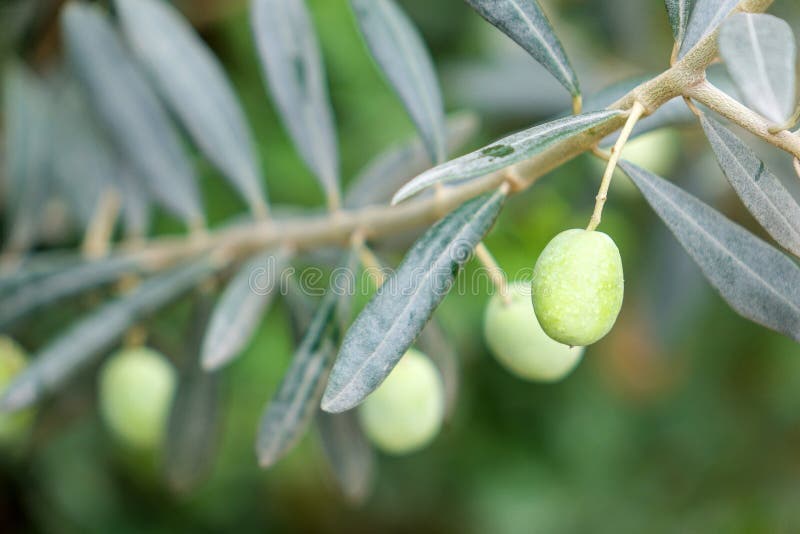Green Olives with Leaves Isolated on White Stock Photo - Image of ...
