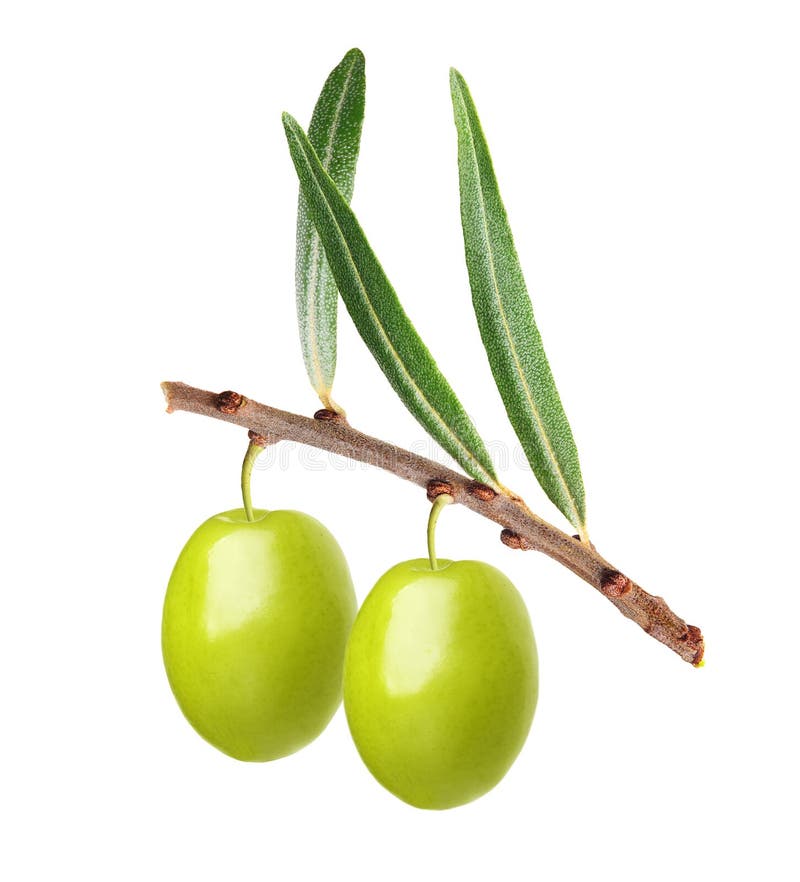 Drops of Oil from Green Olives on Branch Stock Photo - Image of ...