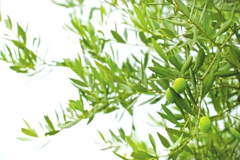 Green olives stock image. Image of olives, industry, plant - 45086997