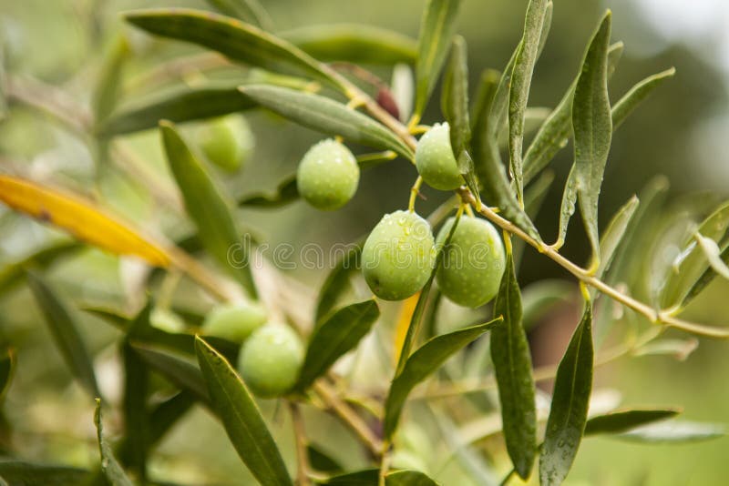 Ripe green olives stock photo. Image of olives, harvest - 32353340