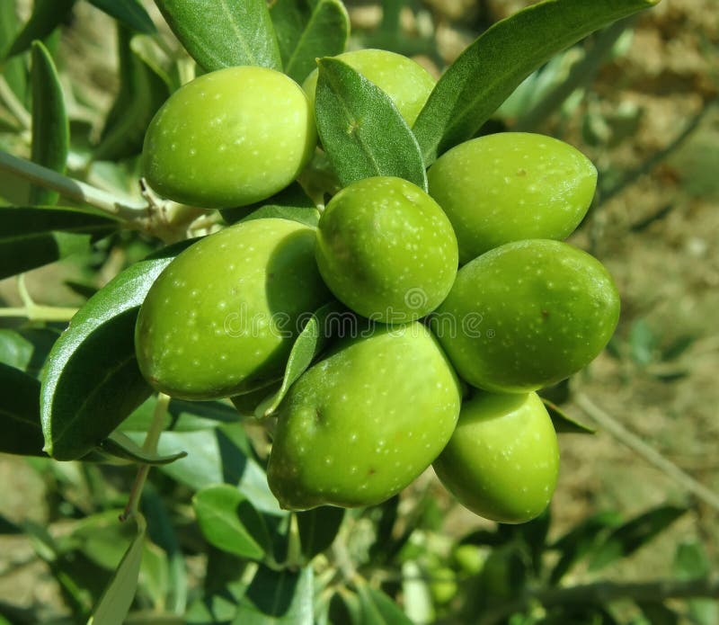 Green olives tree stock photo. Image of fresh, cuisine - 14838802
