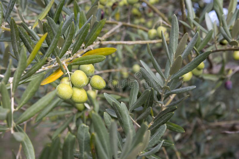 Green olives on a tree stock image. Image of tree, france - 171348567