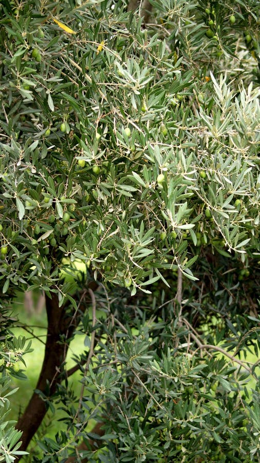 Green olives on the tree stock photo. Image of food - 335764472