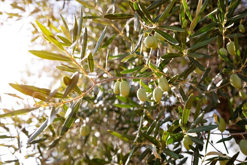 Green olives on tree stock image. Image of foreground - 78699677