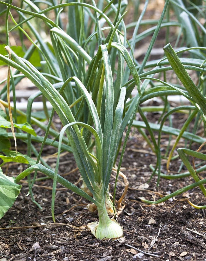 Green Onion stock image. Image of health, agriculture - 19318287