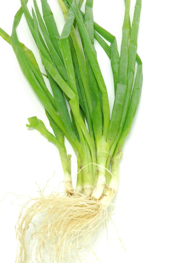 Green Onion stock image. Image of closeup, spring, food - 957649