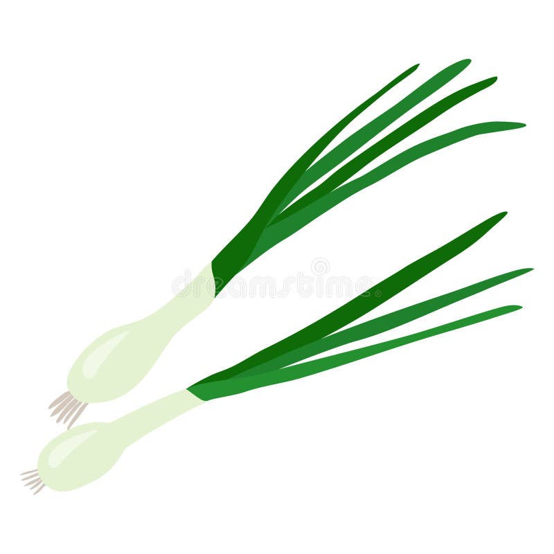 Green Onion, Chives or Scallion, Vector Stock Vector - Illustration of ...