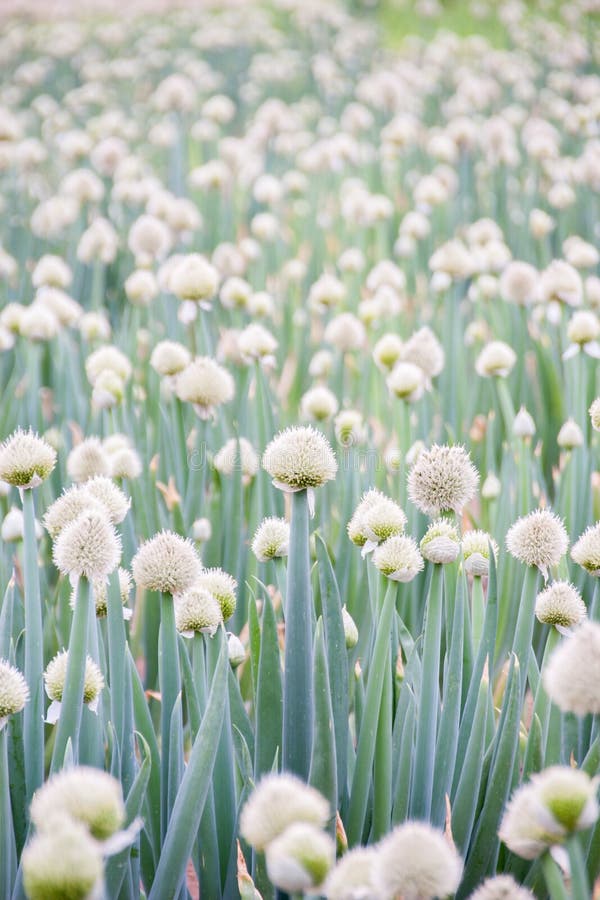 Green onion farm stock image. Image of ingredient, puffy - 40508989