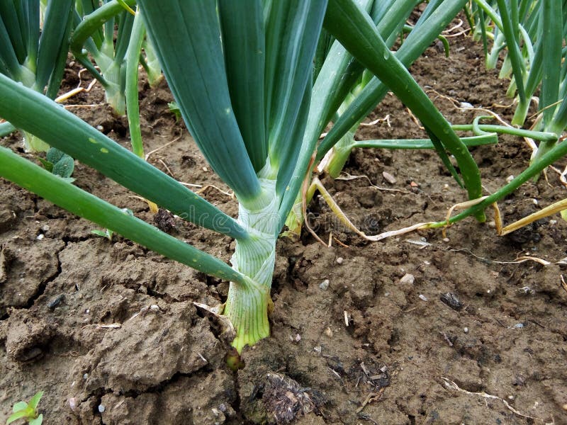 Green onion in the field stock photo. Image of green - 221076652