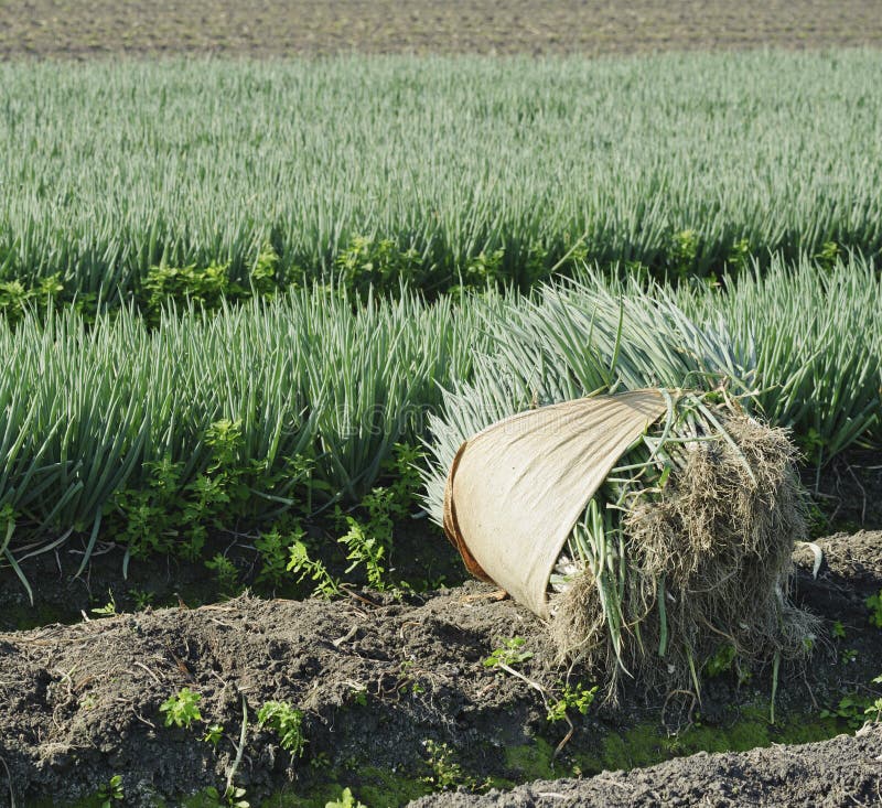 29,120 Onion Field Stock Photos - Free & Royalty-Free Stock Photos from ...