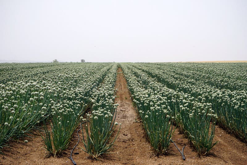 Onion field stock photo. Image of grass, field, farm - 117936376