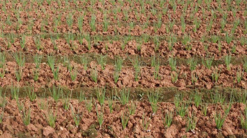Green Onion Field, Rows of Onion at Farm Stock Image - Image of farm ...