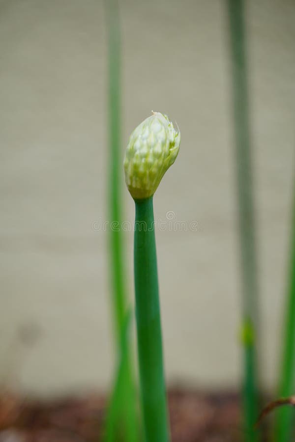 Green onion flower stock photo. Image of pickup, local - 267775902