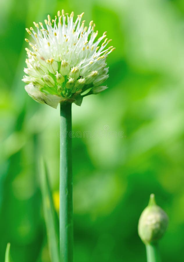 Green onion flower stock photo. Image of spring, scallion - 30551718