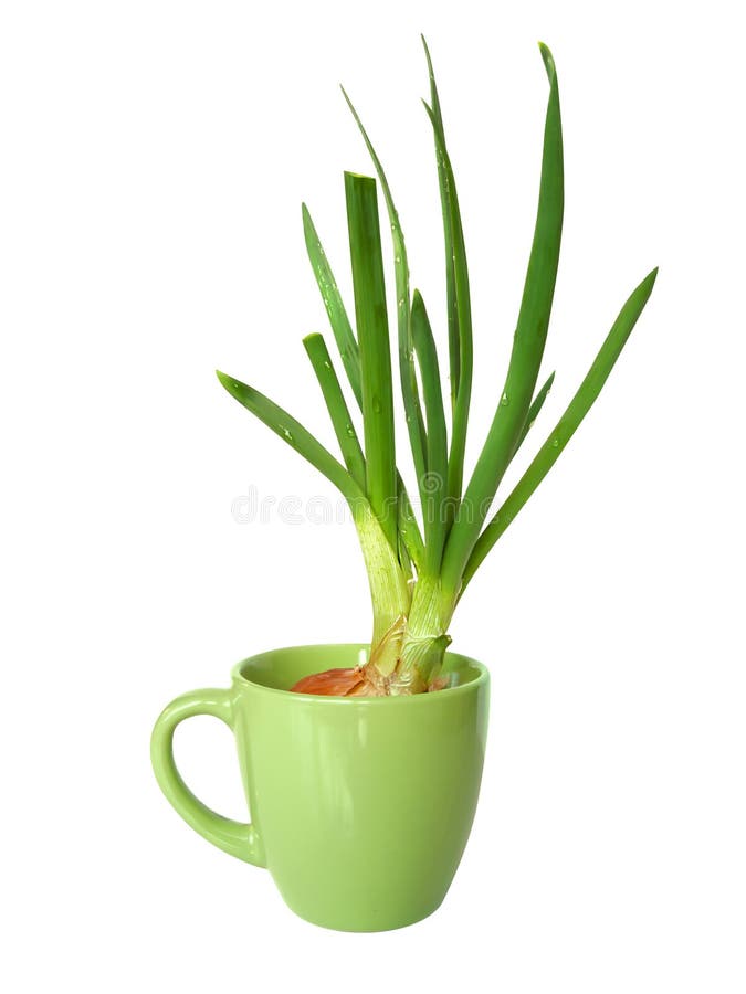 Green onion stock photo. Image of vegetarian, healthy - 54303820