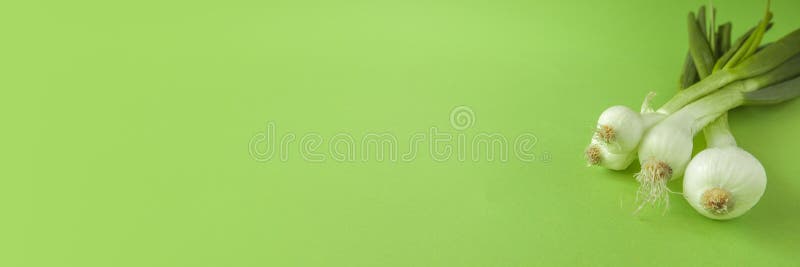 Green Onion Isolated on Green Background Banner Stock Photo - Image of ...