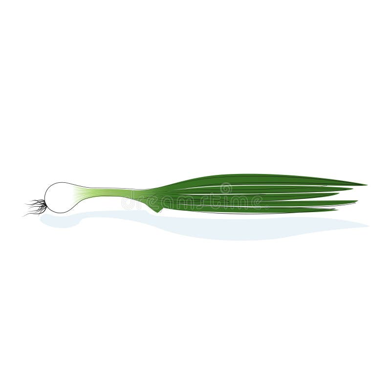 Green Onion Isolated on White Background Stock Vector - Illustration of ...