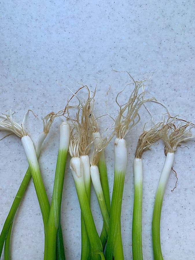 Green Onion, Long Stems of Young Onion, Green Onion Arranged in a Row ...