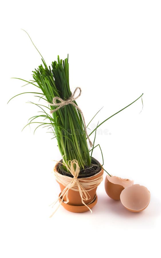 Green Onion in Pot with Shell Stock Photo - Image of growth, group ...
