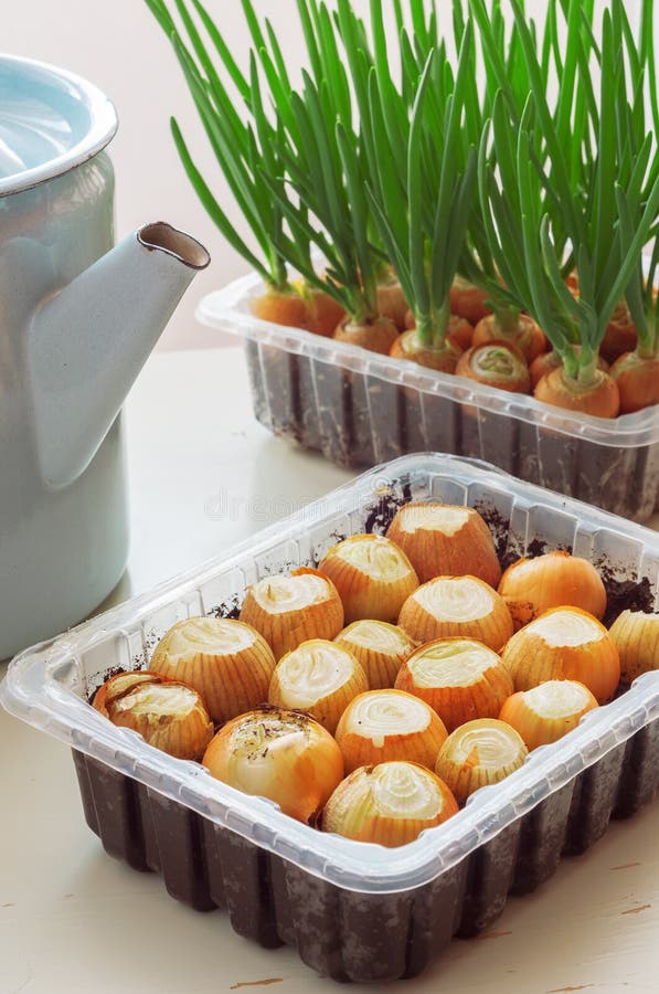 Green onion stock photo. Image of farm, crop, kitchen - 40166364