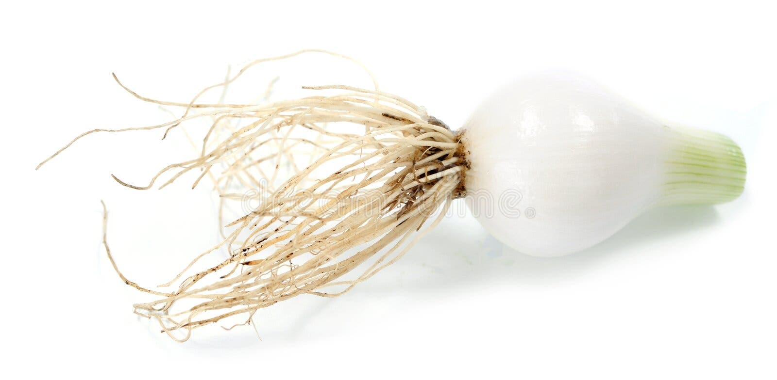 Onion Root Cells at the Microscope Stock Photo - Image of meiosis, cell ...