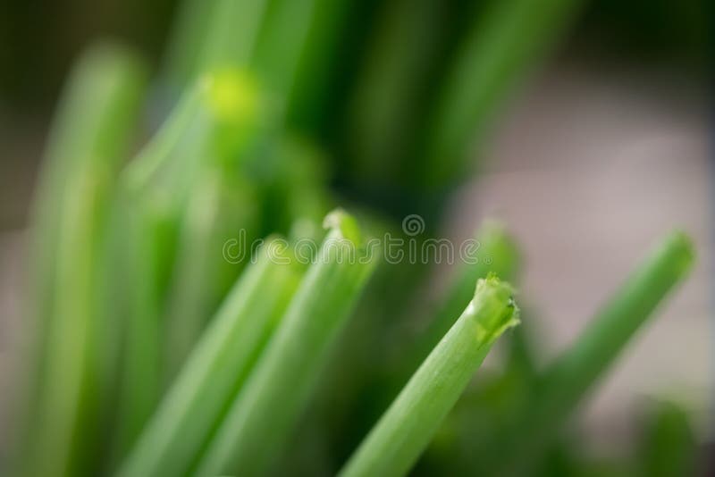 Onion Stalks with Buds, Close - Up View Stock Image - Image of close ...