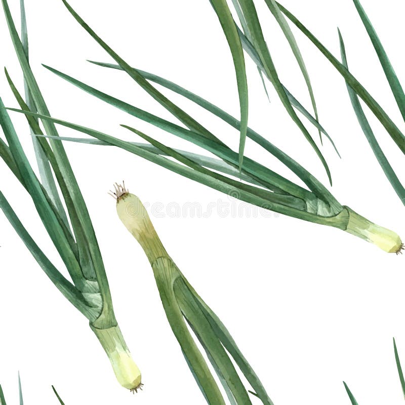 Green Onion Vector Seamless Pattern Stock Vector - Illustration of ...