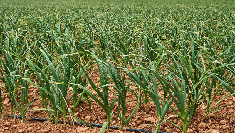 Green onions filed stock image. Image of ground, leaves - 236369555