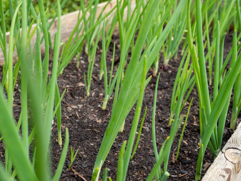Green Onions Grow in the Garden. a Bed of Green Onions Stock Image ...