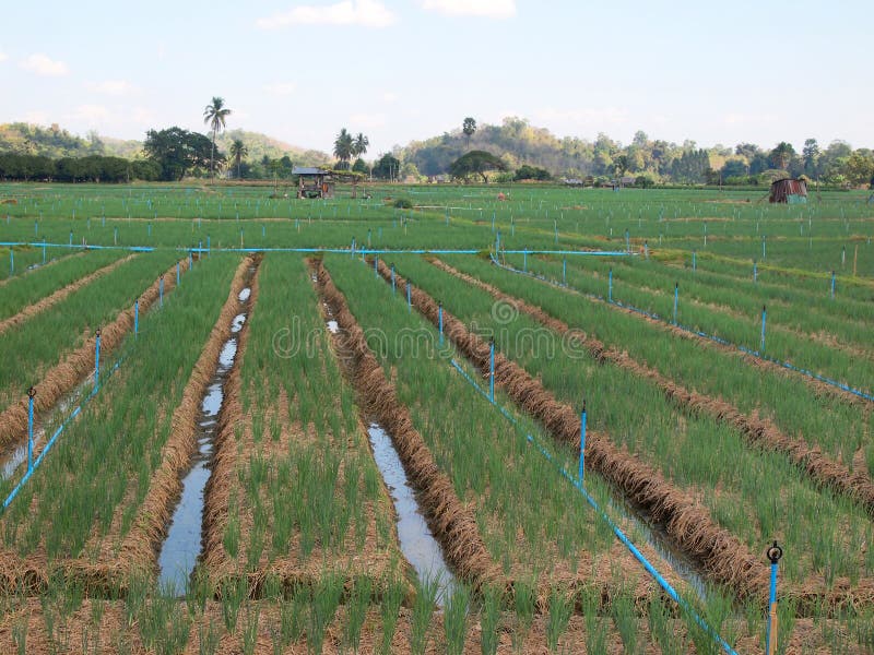 Green Onions Planted in the Field Stock Photo - Image of natural, grow ...