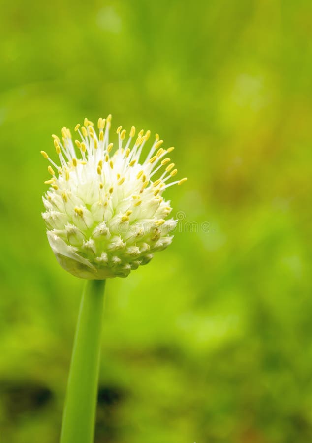 The Green Onions Released a Bud with Seeds. Flowering Green Onions in ...