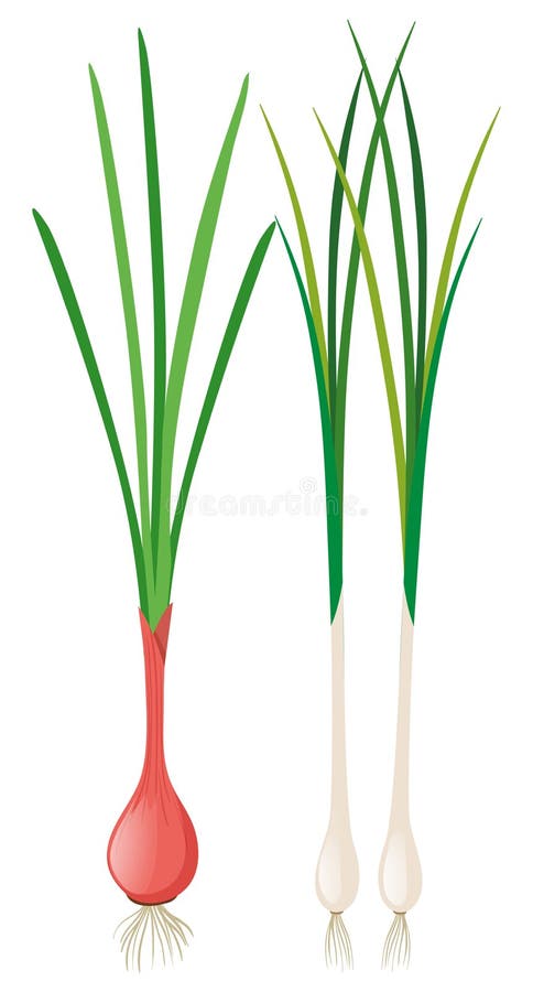 Green onions with roots stock vector. Illustration of fresh - 89747960