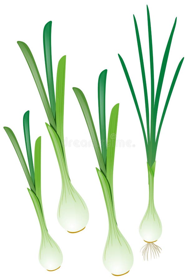 Green onions with roots stock vector. Illustration of series - 89748145