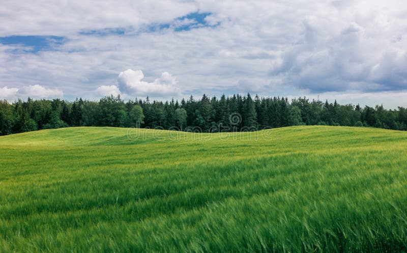 Green Open Field Covered with Grass Over Small Hills and a Forest in ...