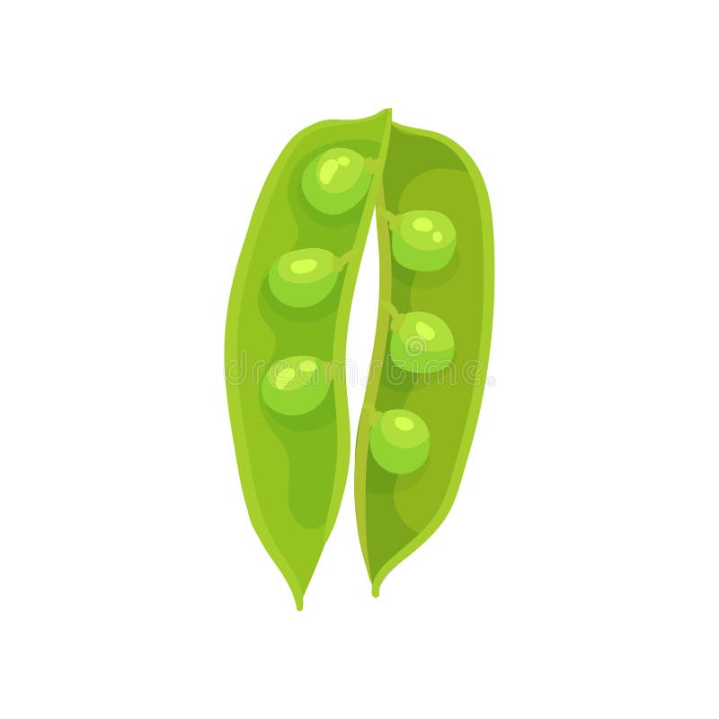 Green Open Pod with Peas. Vector Illustration on White Background ...