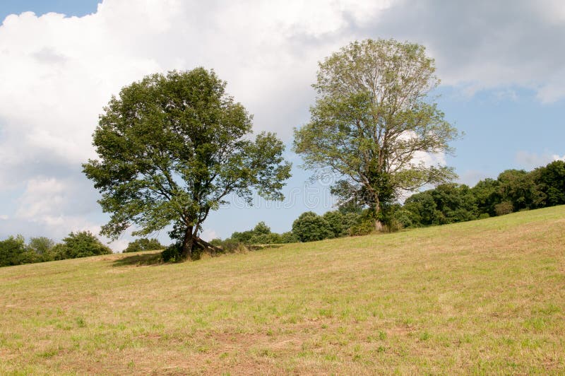 Green Open Space with Mature Trees on a Sunny Day with Light Clouds at ...