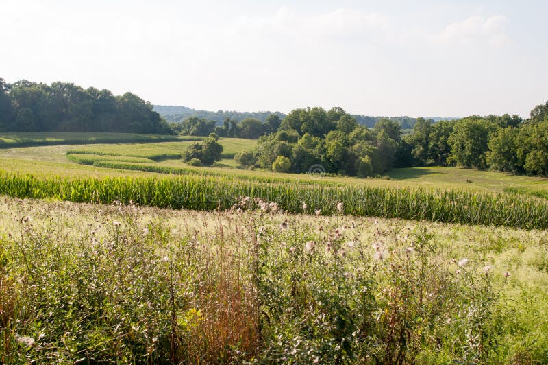 Green Open Space with Mature Trees on a Sunny Day with Light Clouds at ...