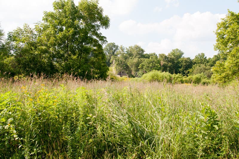 Green Open Space with Mature Trees on a Sunny Day with Light Clouds at ...