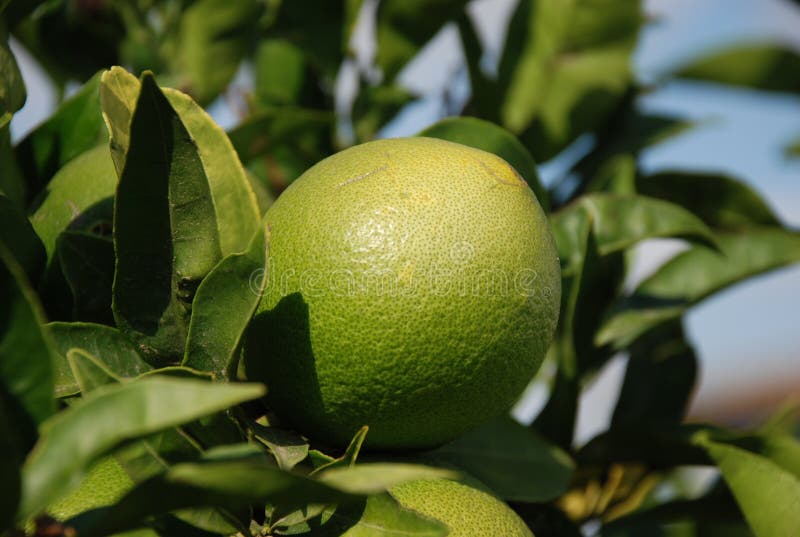 Green orange stock image. Image of citrus, south, unripe - 7841599