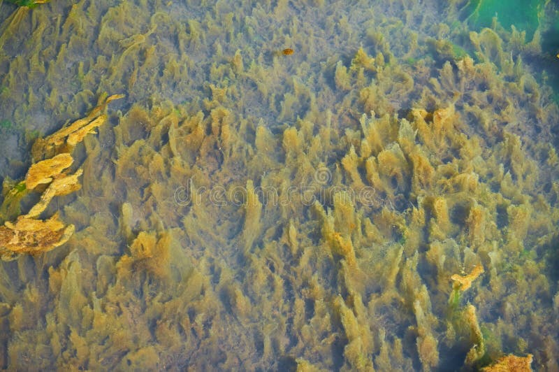 Green and Orange Algae on the River. Pollution of the Environment. Stock Image - Image of grass ...